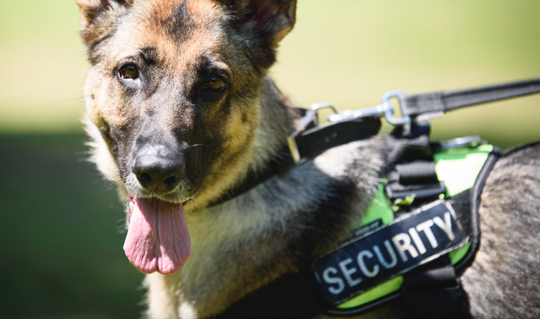 Canine Security Services | Dog & Handler Security Services 24/7